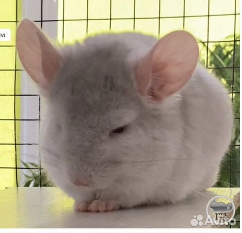Шиншилла мальчик