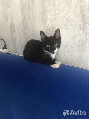 Котёнок 3.5 месяца