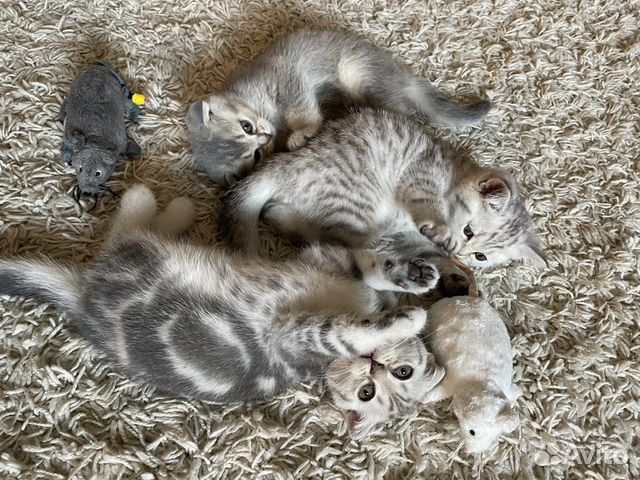 Шотландские вислоухие и прямоухие котята