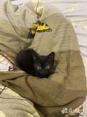 Котенок в добрые руки