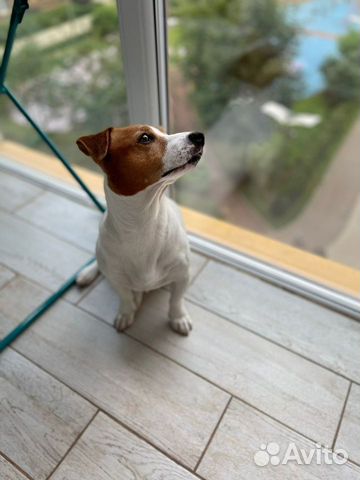 Джек рассел для вязки