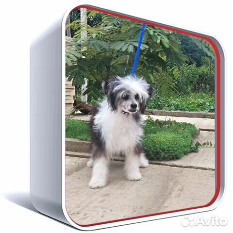 Китайская хохлатая