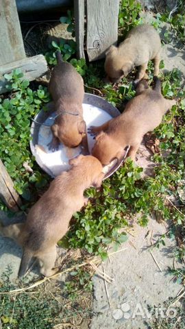Продаются щенки фокс терьера гладкие от рабочих