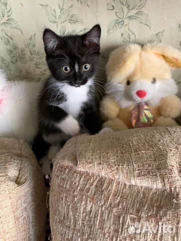 Котёнок мальчик 3 месяца ищет хозяев