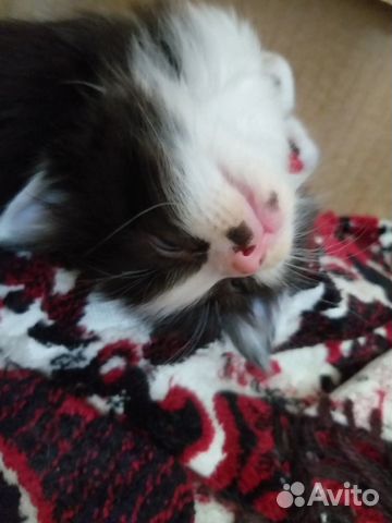 Котёнок