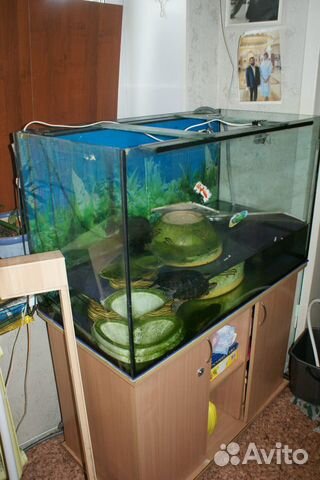 Красноухая черепаха и аквариум бесплатно