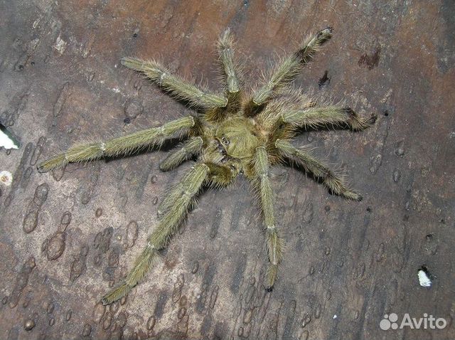 Самцы C. hati hati и Lampropelma carpenteri