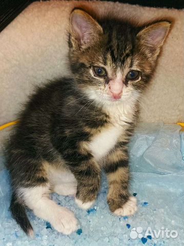 Цезарь хочет домой