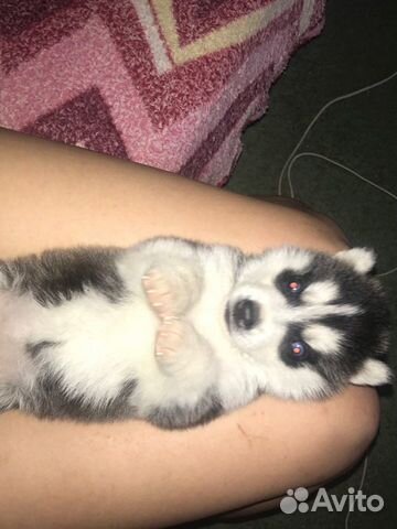 Собачка хаски