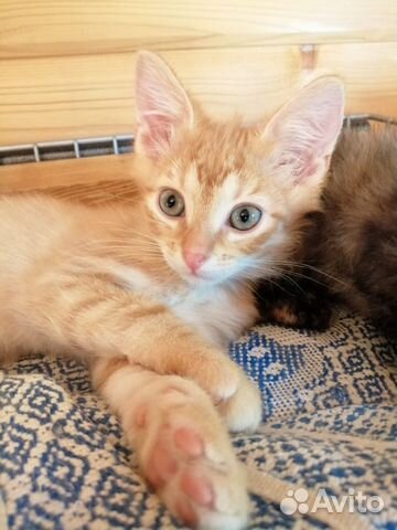 Рыжий котенок