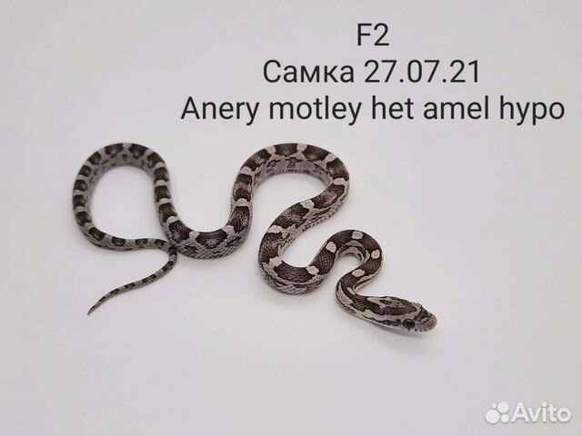 Маисовый полоз