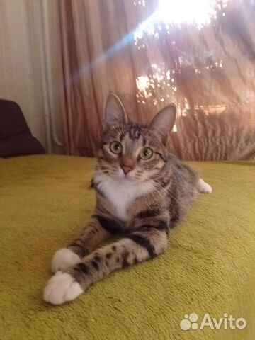 Красавица в хорошие руки