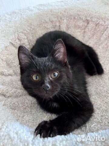 Отдам котенка в добрые руки