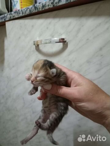 Котёнок девочка