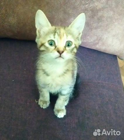 Котята в добрые руки бесплатно