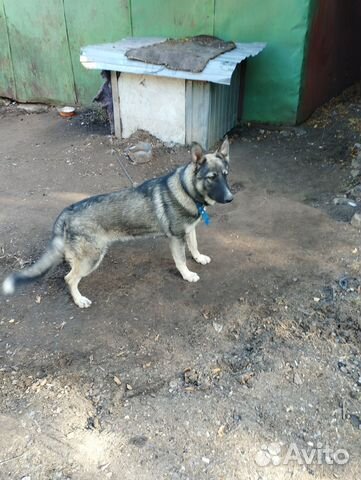 Собаку бросил хозяин