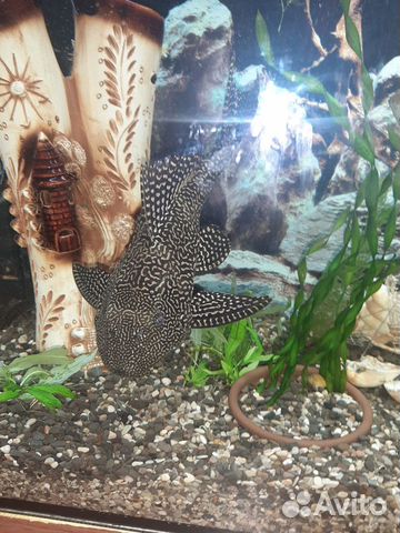 Плекстомус (Аквариумная рыбка)