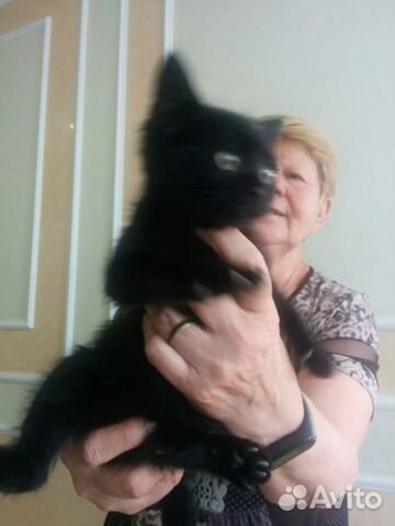 Отдам в добрые руки