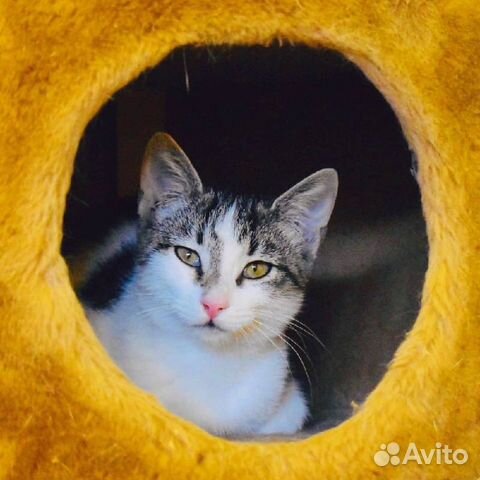 Мокки - миниатюрная кошечка бесплатно