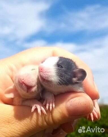 Крысята дамбо от ratlove13.85