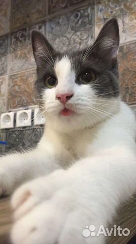 Кошечка Ася