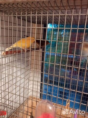 Канарейки в добрые руки