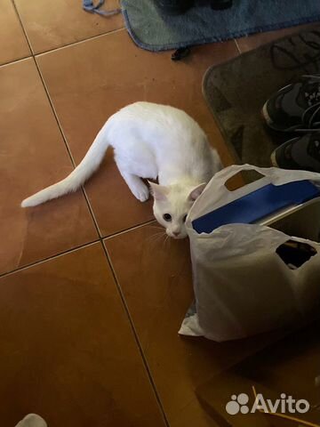 Кот в добрые руки 11 месяцов