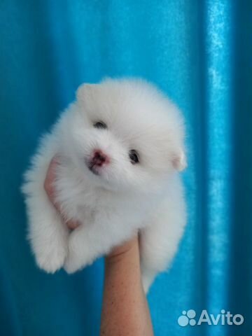 Померанский шпиц