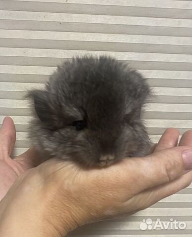 Шиншилла Ангора девочка-Зеленоград