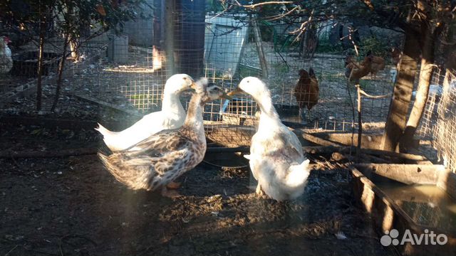 Утки черри велли