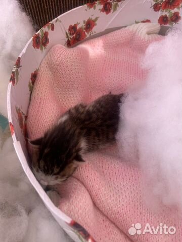 Котенок 3 дня