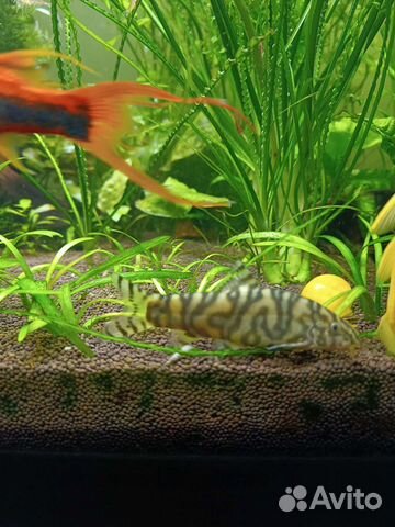 Боции мраморные