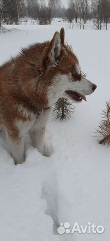 Сибирский хаски кабель(вязка)