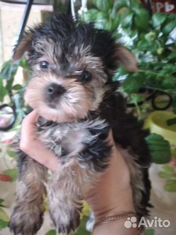 Три девочки.щеночки