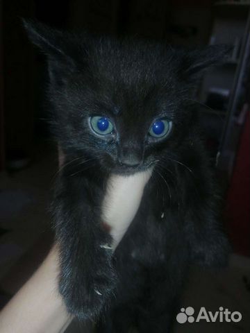 Котенок