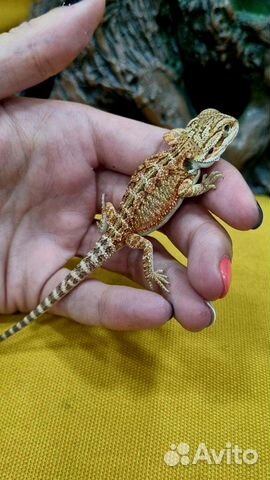 Бородатая агама яркие малыши