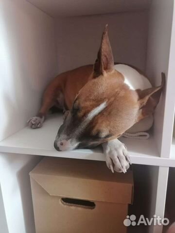 Вязка, миниатюрный бультерьер девочка