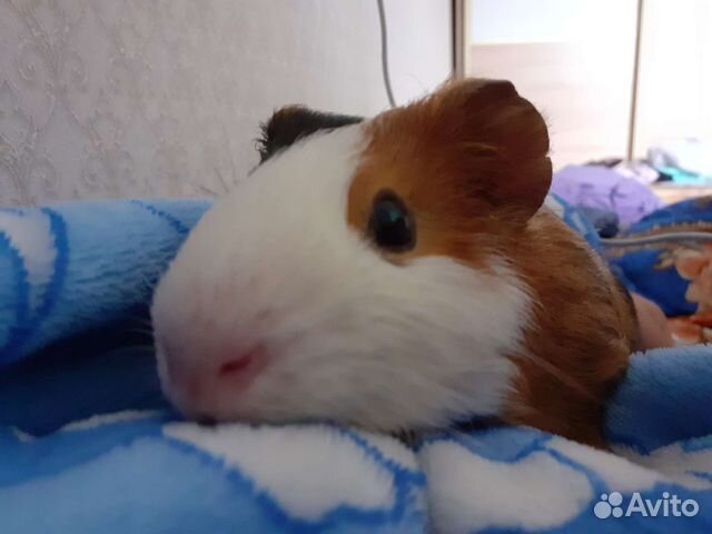 Морская свинка