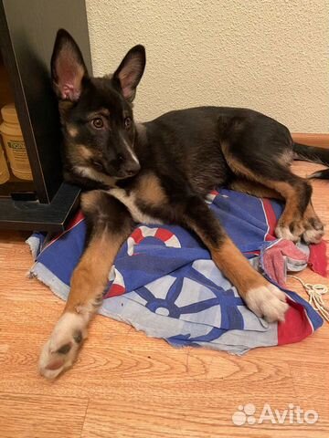 Щенок в добрые руки