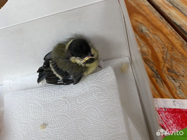 Синичка птичка