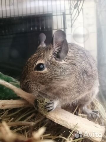 Белочка дегу