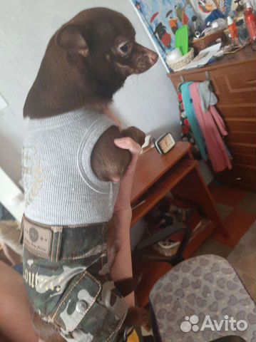 Вязка кобель чихуахуа