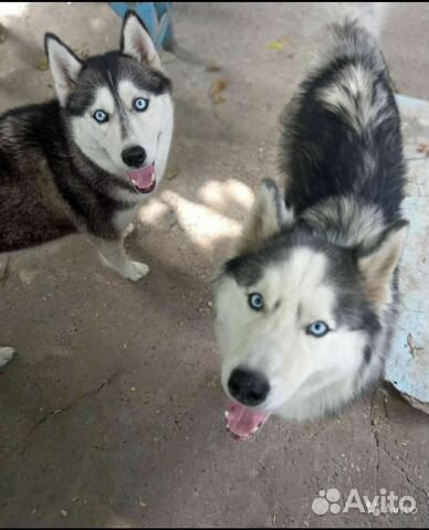 Щенки сибирской хаски