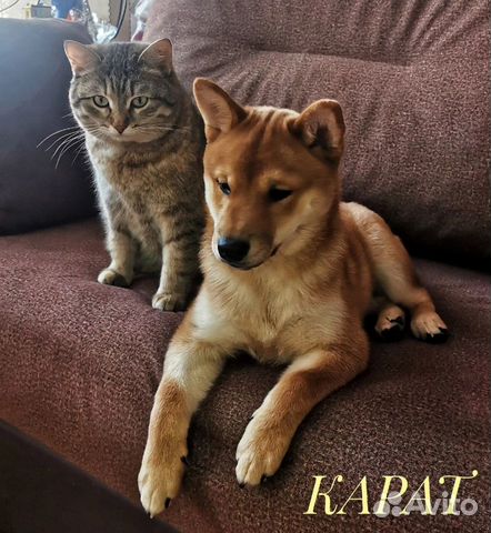 Щенок Сиба Ину