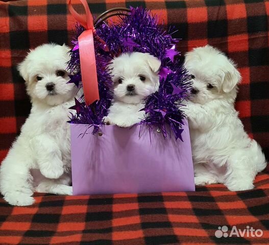 Девочки Мальтезочки