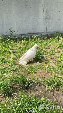 Белые голуби (окольцованные)