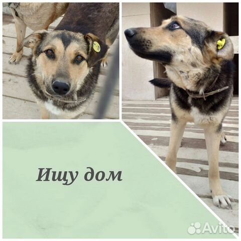 Собака Оливия