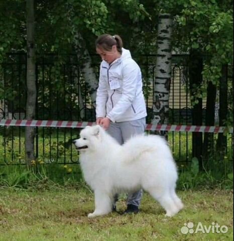 Самоедская лайка щенки