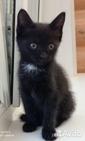 Маркизная девочка 2 месяцев в дар