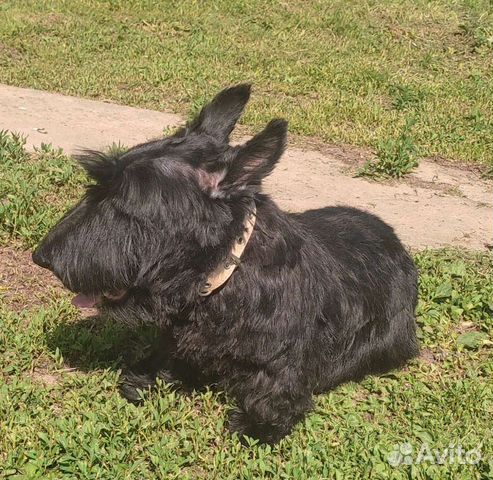 Скотч терьер